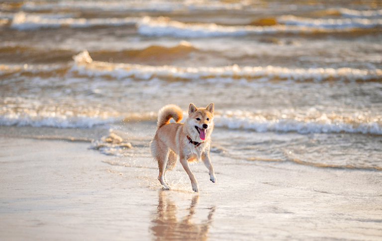 Bootstrap – ページ 2 – サクッとWEBサイト作り「SAKUWEB（さくうぇぶ）」